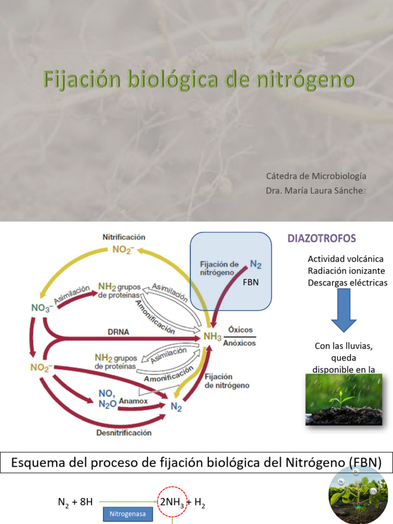 Fijación Biológica de Nitrógeno en Cultivos | PDF | Biología