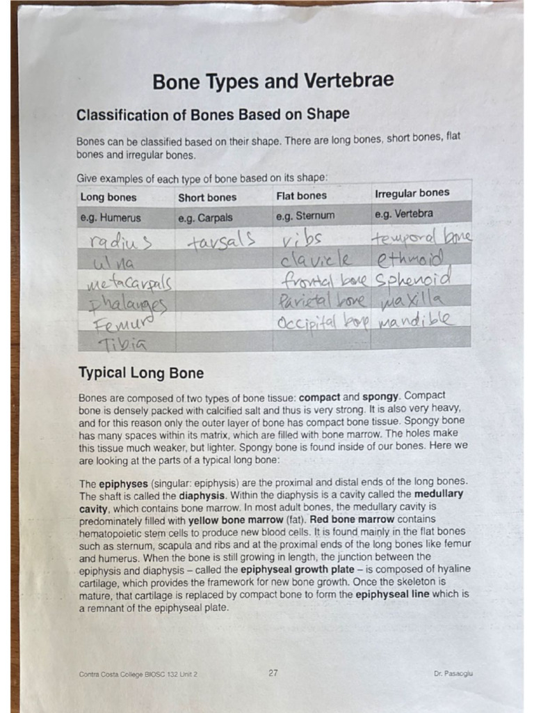 Bone Types and Vertebrae | PDF