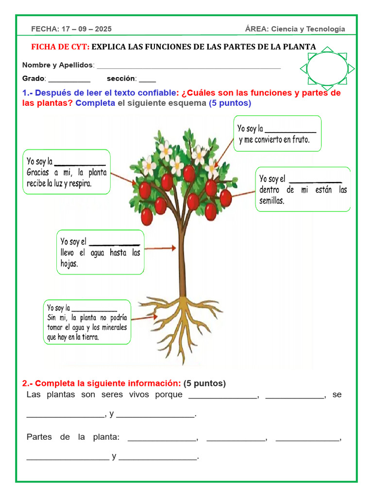 Funciones y Partes de las Plantas | PDF