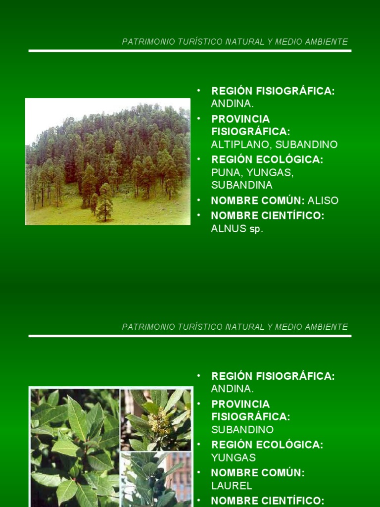 Flora Yungas | PDF