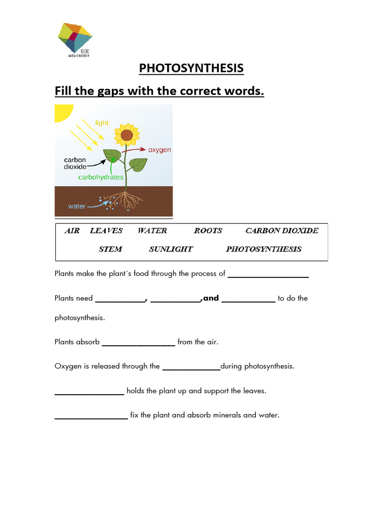 Photosynthesis Exercise | PDF