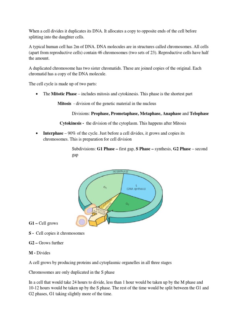 Overview of the Cell Cycle Phases | PDF | Science & Mathematics