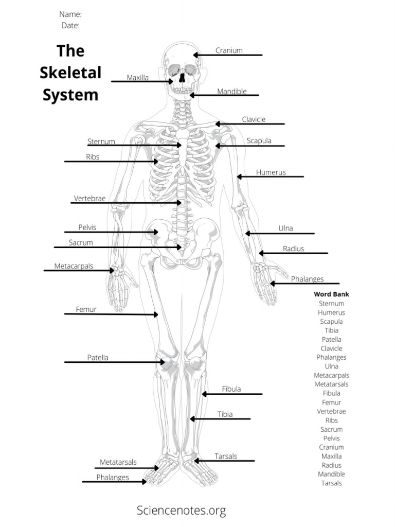The Skeletal System Answer | PDF