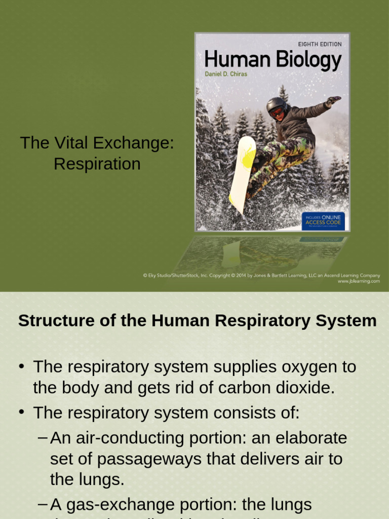 The Human Body: Respiration | PDF | Respiratory System | Breathing