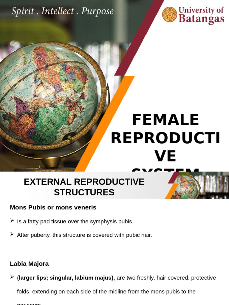 6.female Reproductive System | PDF | Uterus | Labia