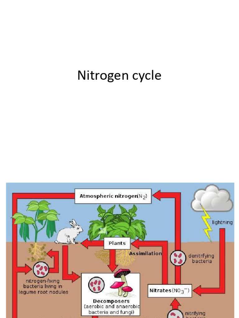Nitrogen Cycle Detailed | PDF