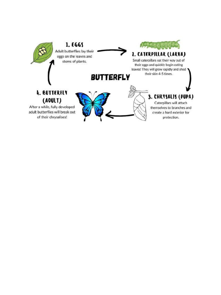 Metamorphosis | PDF