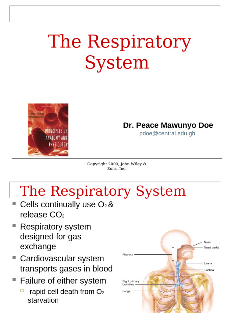 Anatomy and Function of the Respiratory System | PDF | Respiratory ...