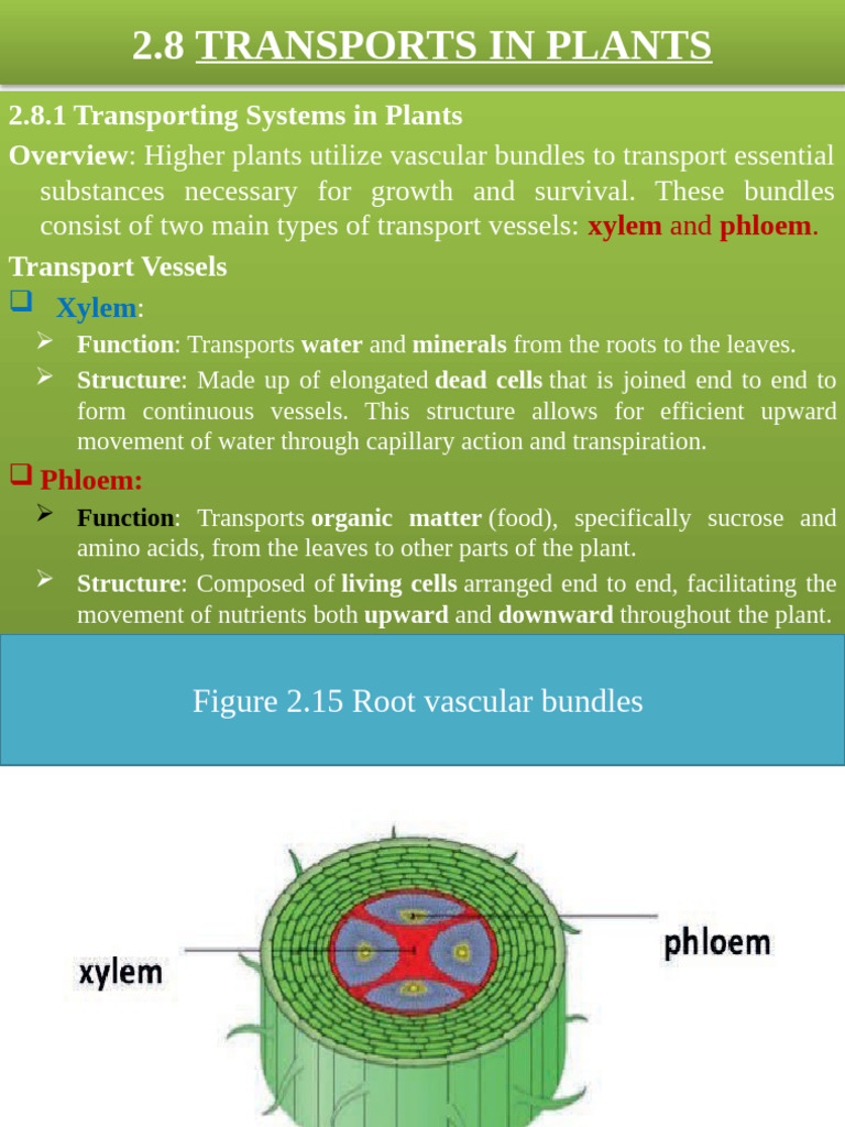 Plant Transport Systems: Xylem & Phloem | PDF | Properties Of Water | Auxin