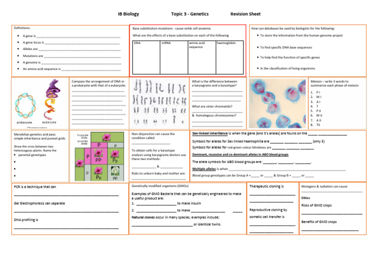 IB Biology Genetics Revision Guide | PDF | Genetics | Gene