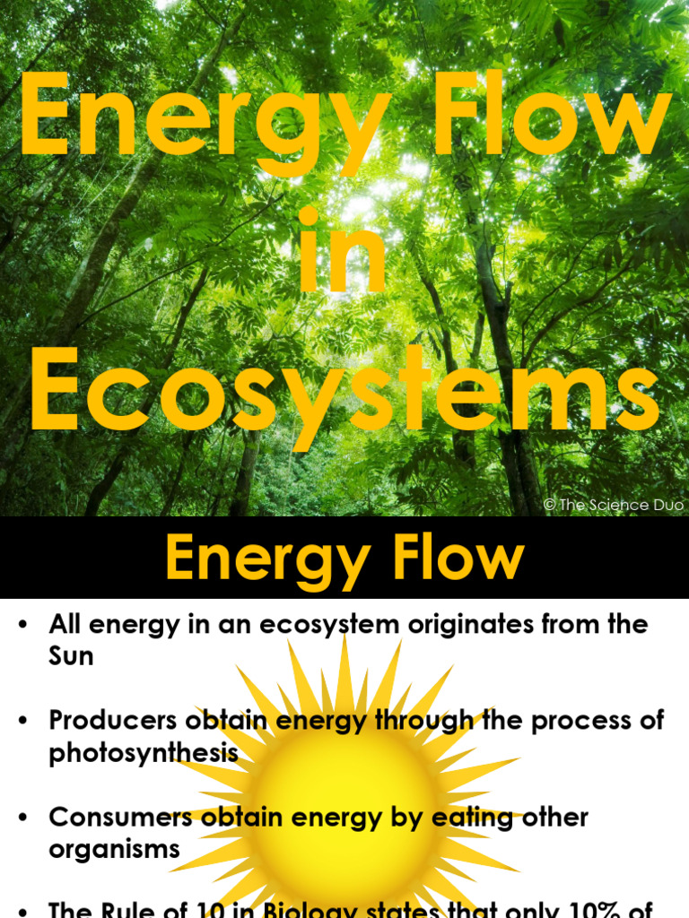 Energy Flow in Ecosystems | PDF | Mouse | Food Web