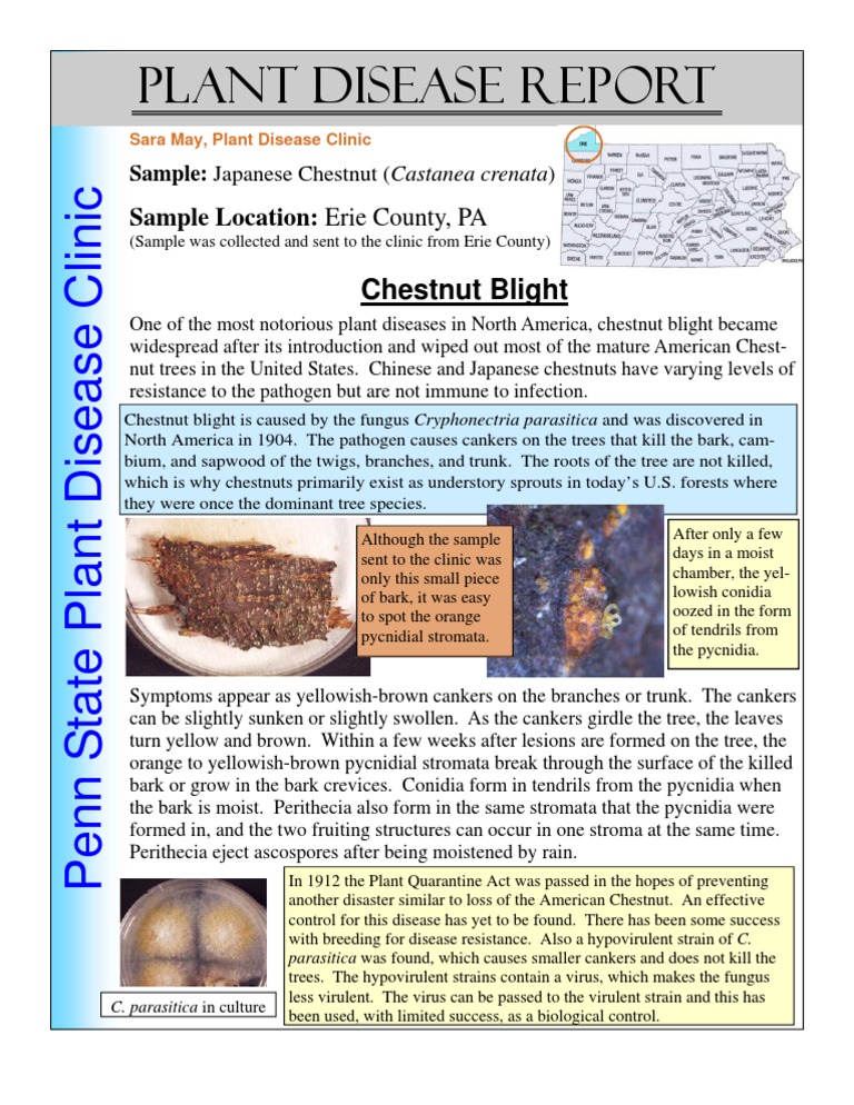 Chestnut Blight Overview and Impact | PDF