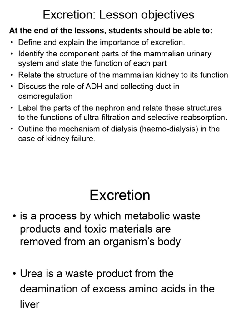 Year 4 Excretion in Humans Notes | PDF | Kidney | Hemodialysis