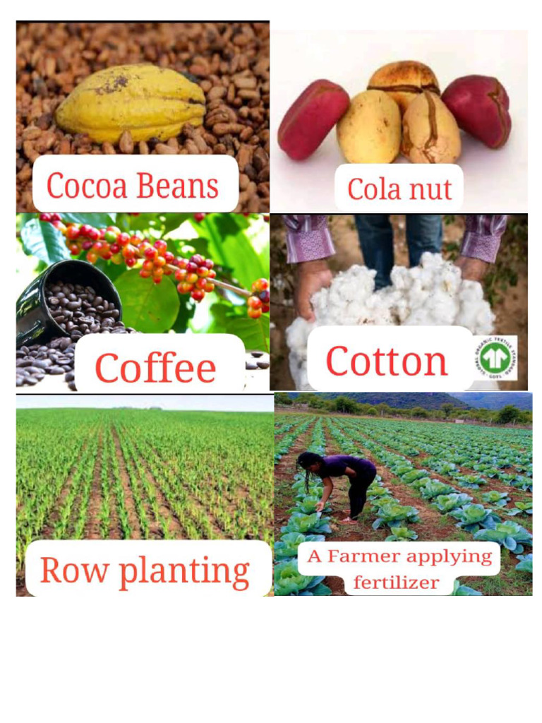 Cocoa | PDF