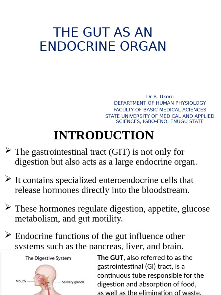 The Gut As An Endocrine Organ - 121848 | PDF | Gastrointestinal Tract ...
