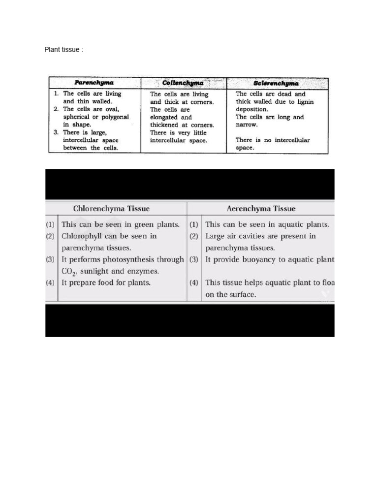 Plant Tissue - Notes | PDF