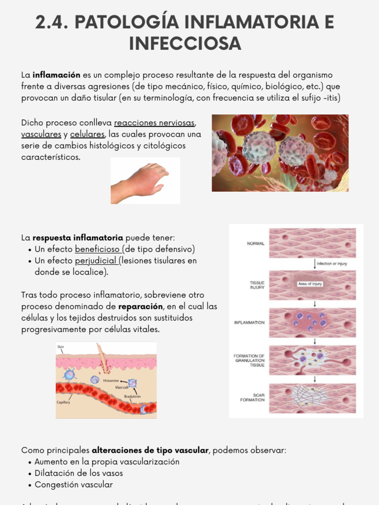 2.4. Patología Inflamatoria E Infecciosa: Inflamación | PDF ...
