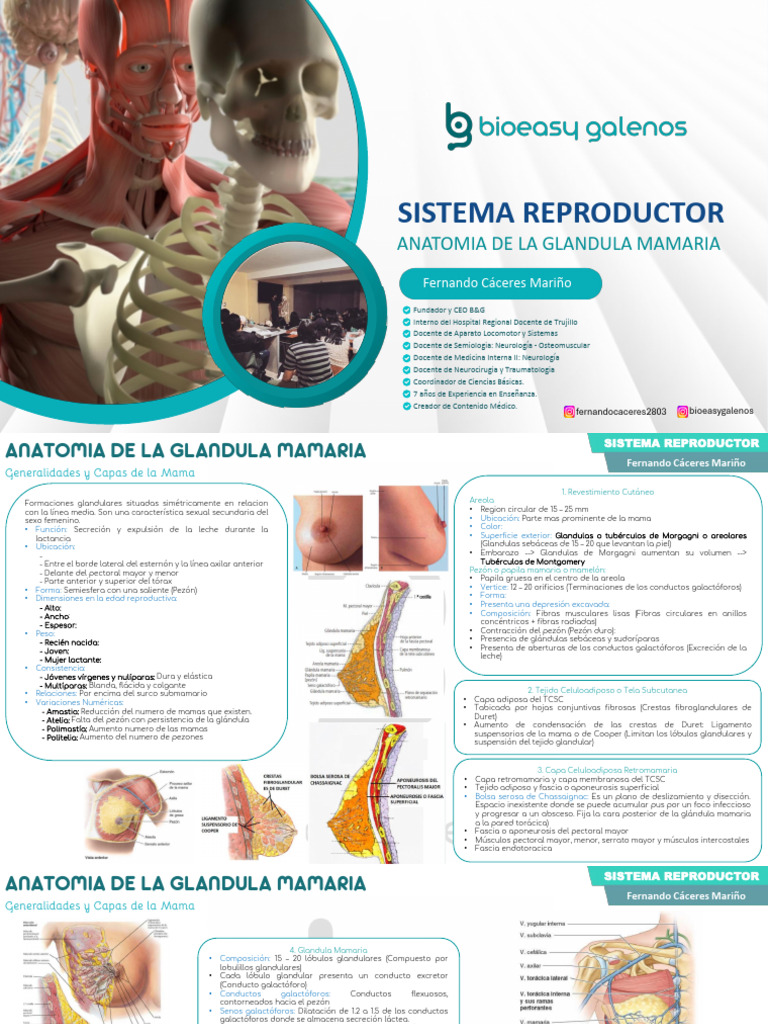 Anatomía de la Glándula Mamaria | PDF | Pecho | Sistema linfático