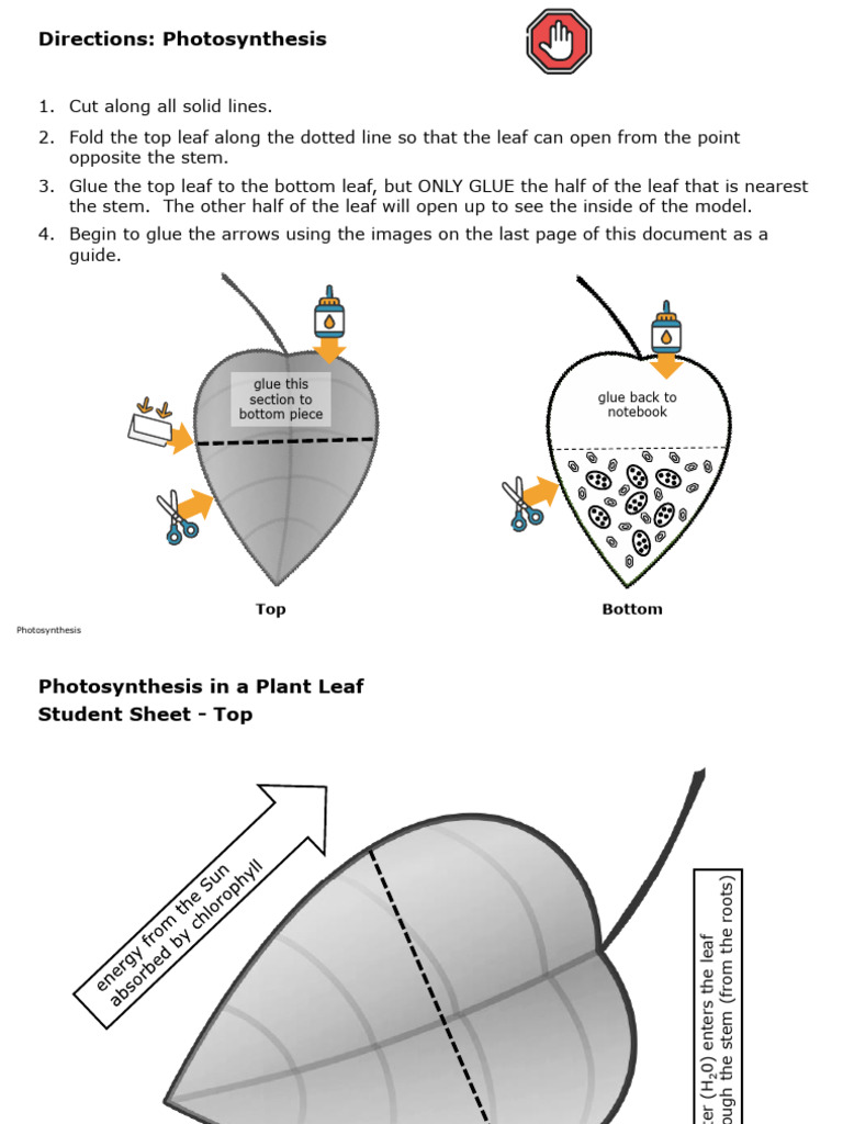 Photosynthesis Model Instructions | PDF