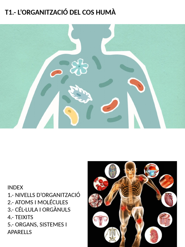 t1. - Organització Del Cos Humà | PDF