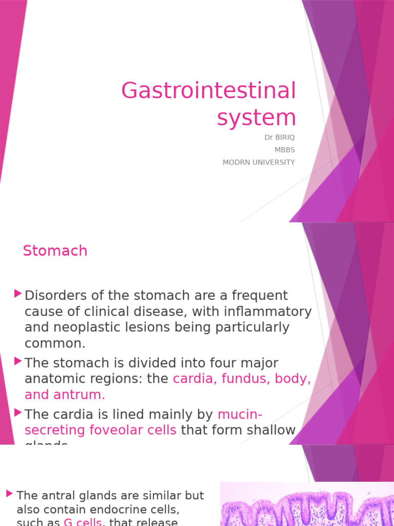 Stomach Disorders and Diseases Overview | PDF | Indigestion | Stomach