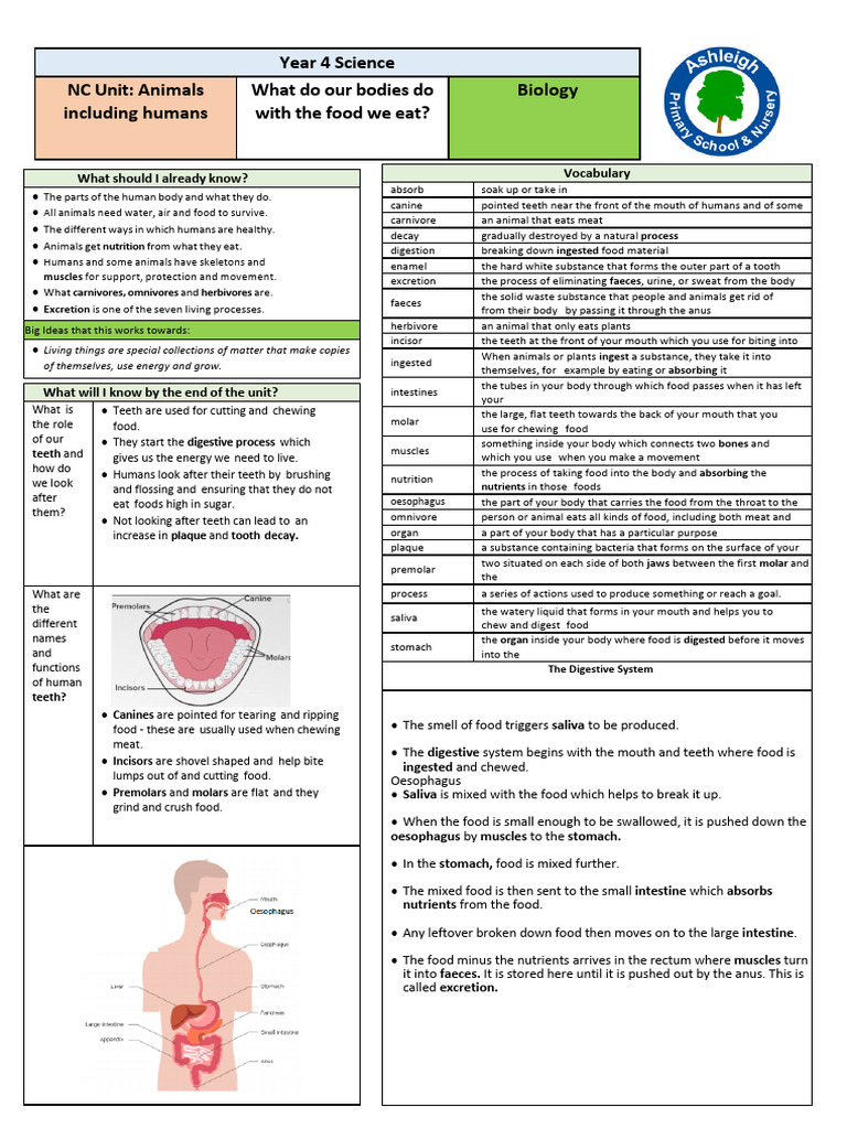Y4 Animals Including Humans Teeth and Digestion | PDF | Digestion | Tooth