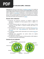 Estomas e Plastídeos: Estrutura e Função | PDF | Fotossíntese | Estoma