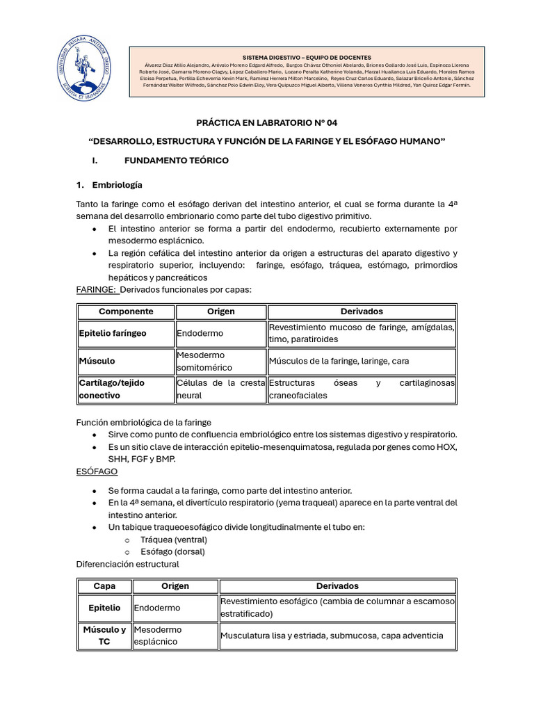 Práctica N4 - Sistema Digestivo 25-2 | PDF | Esófago | Epitelio