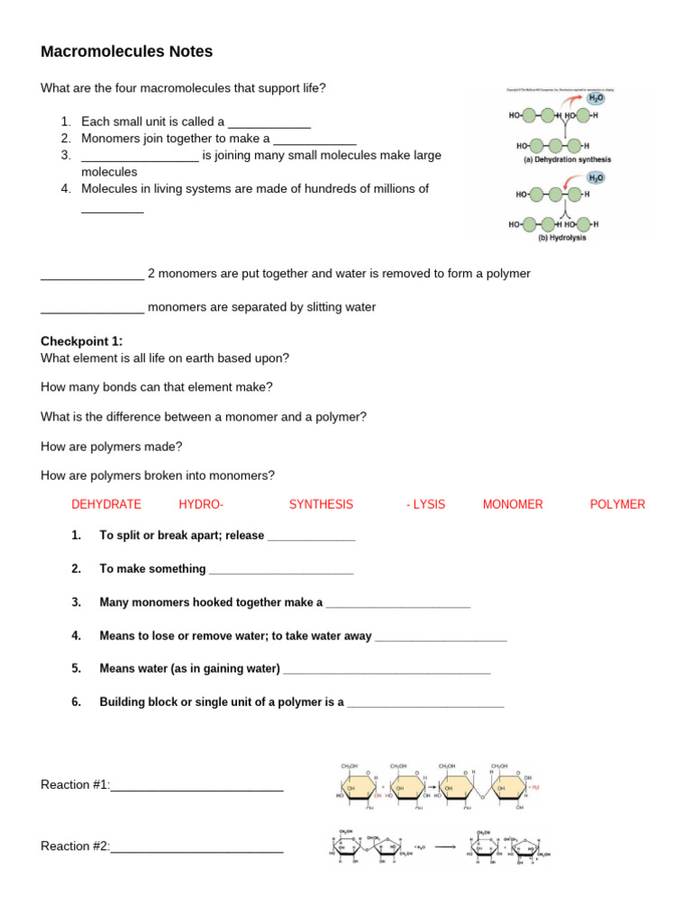 Macromolecules Notes Worksheet+ | PDF | Macromolecules | Lipid