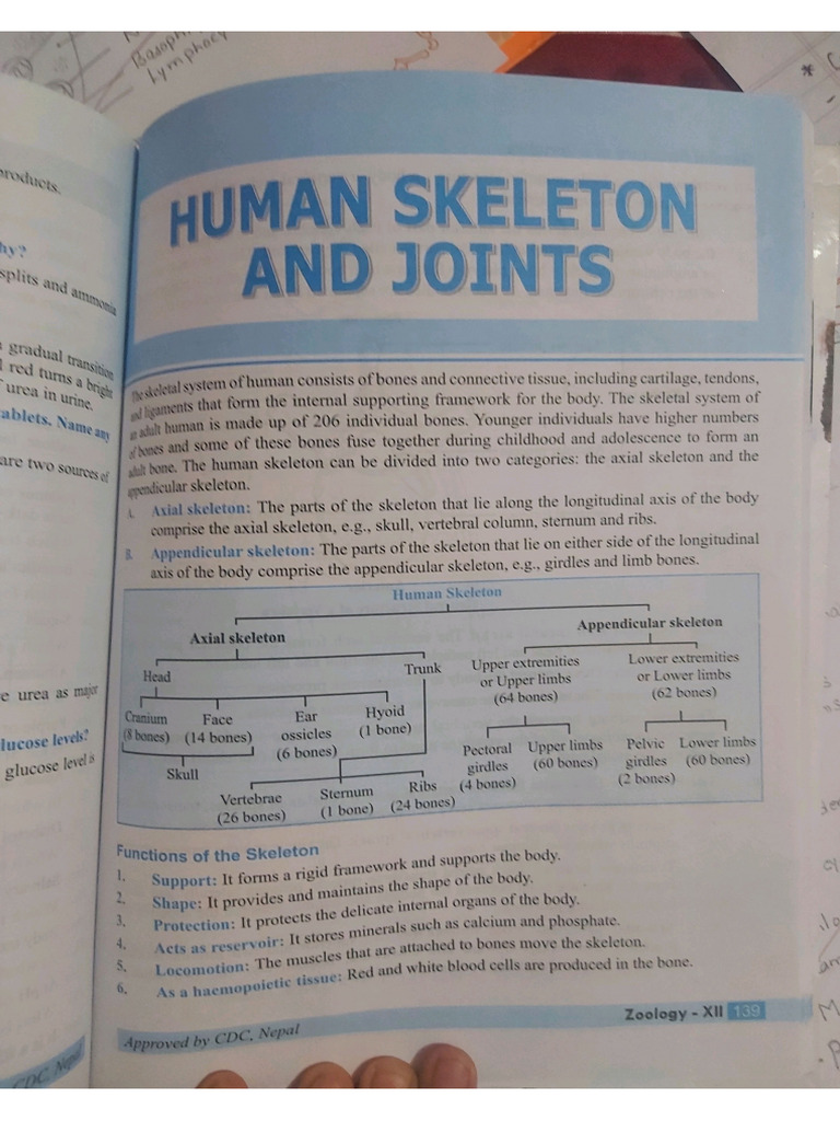 Study of Human Bones | PDF