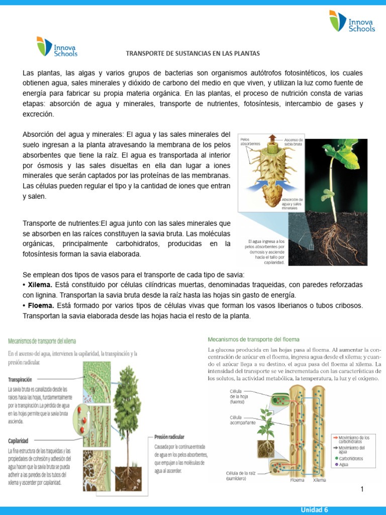 U6 S4 A06 Tarea GC Transporte de Sustancias en Las Plantas (2) (1) | PDF