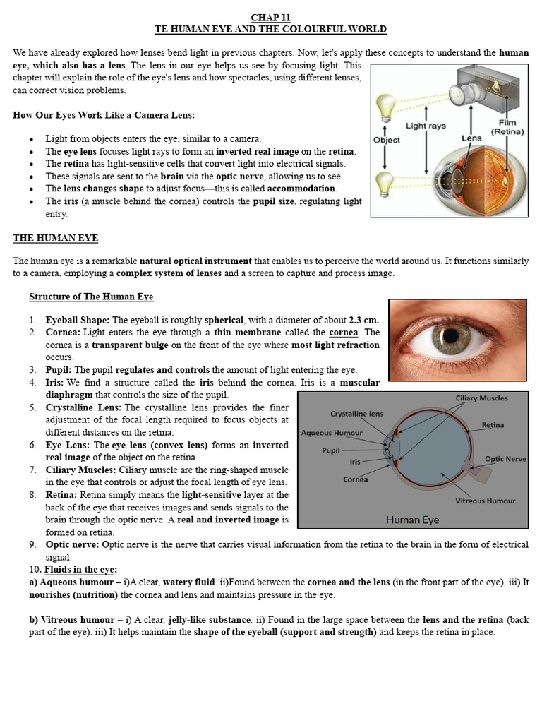 Role of the Eye Lens in Vision | PDF | Eye | Human Eye
