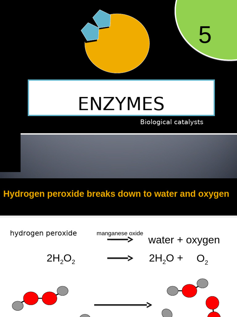 Enzymes: Biological Catalysts Explained | PDF | Enzyme | Active Site
