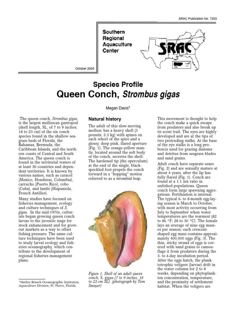Queen Conch Egg Laying Insights | PDF