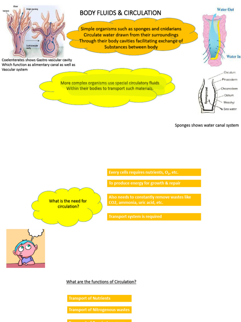Body Fluids and Circulatory Systems Explained | PDF | Coagulation ...