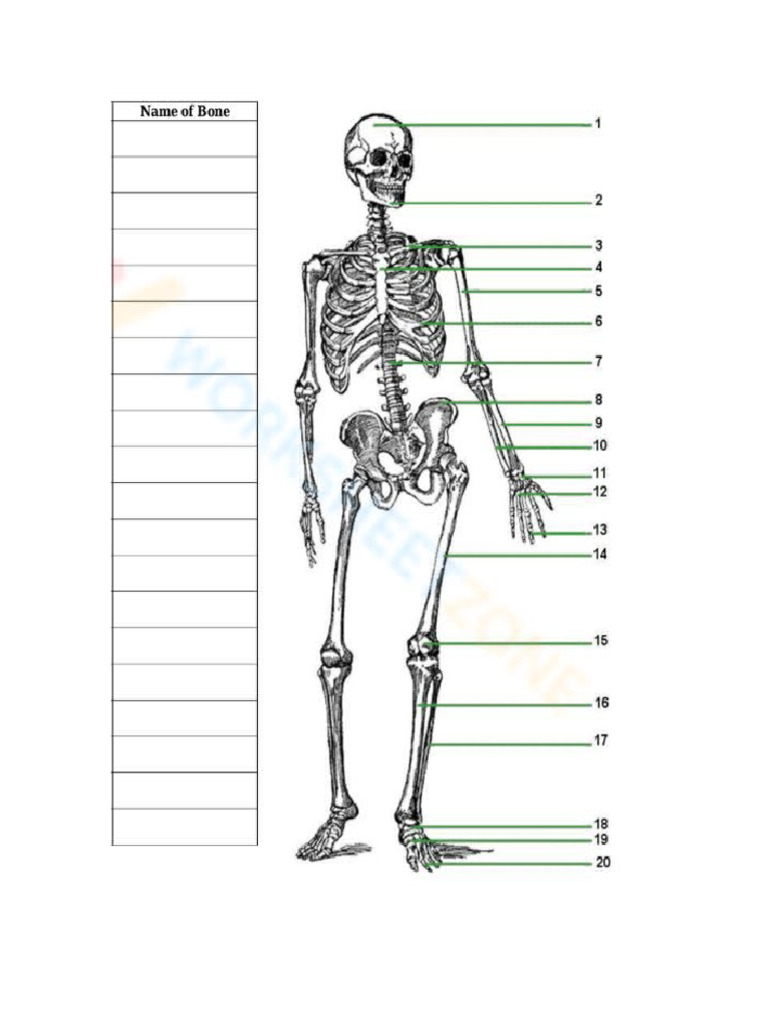 Skeletal Worksheet | PDF
