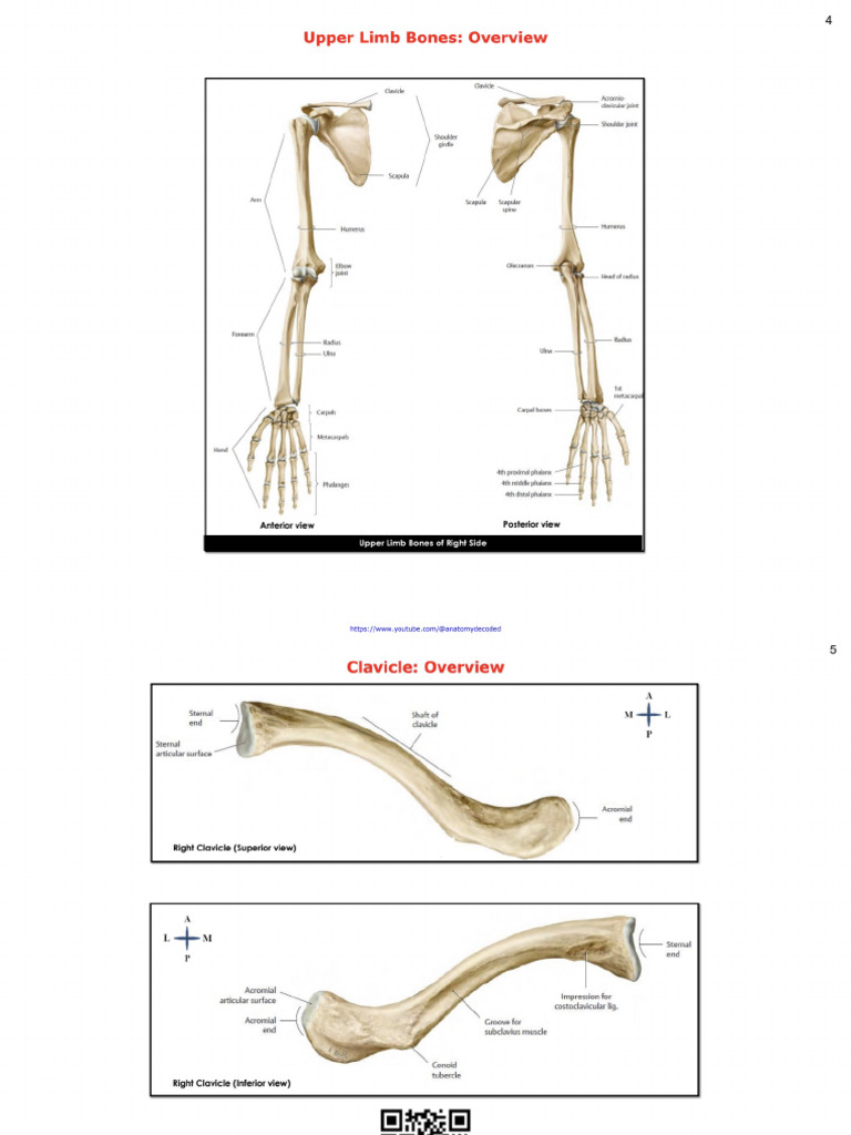Upper Limb Complete | PDF