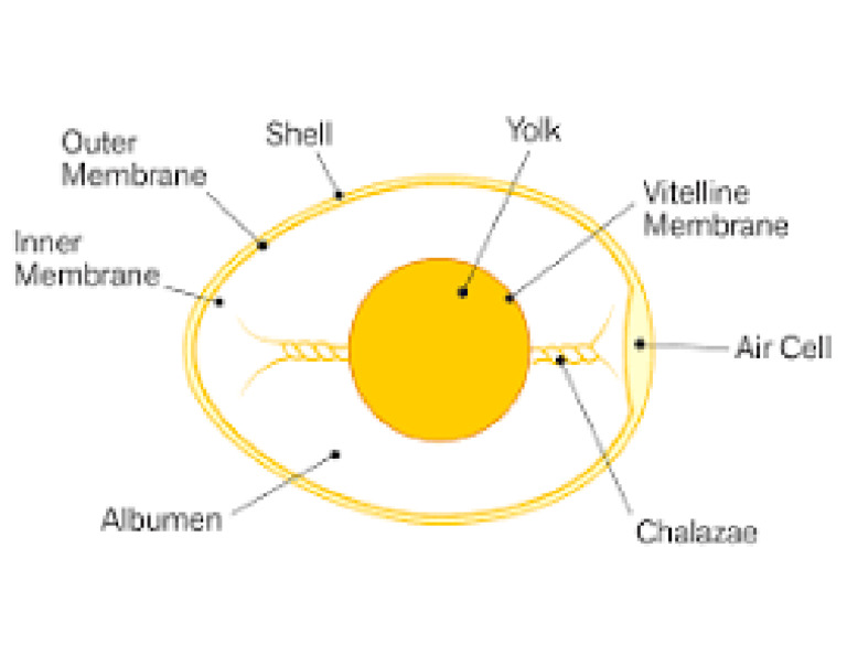 Anatomy of An Egg. | PDF
