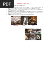 Single Spore Isolation Techniques for Fungi | PDF | Fungus ...
