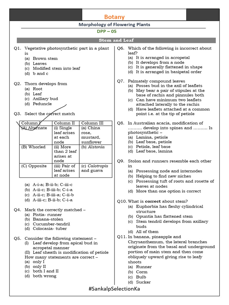 Morphology of Flowering Plants DPP 05 | PDF | Leaf | Plants