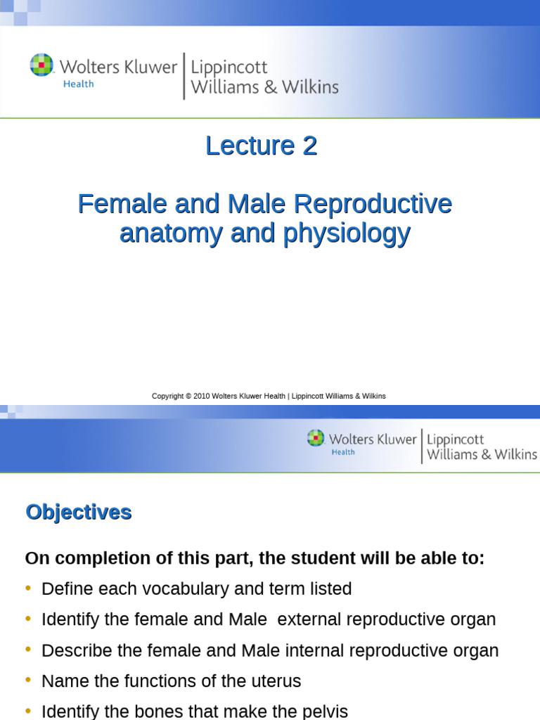 Lecture 2 Female and Male Reproductive Anatomy and Physiology 2014 15 ...