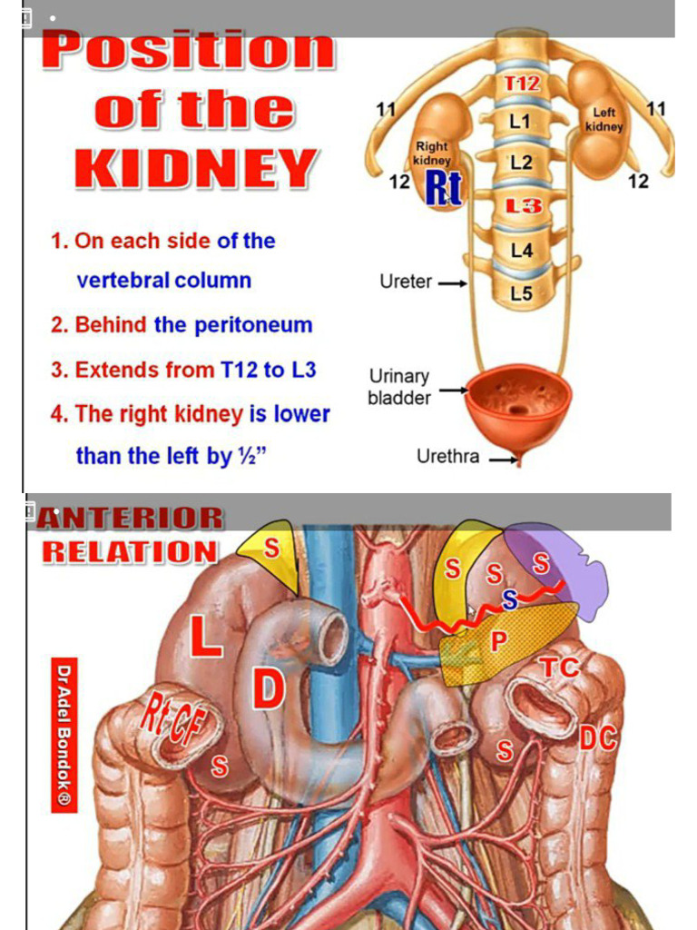 Kidney PDF | PDF