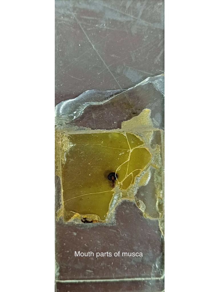 Mouth Parts of Musca and Stomoxys Slides | PDF