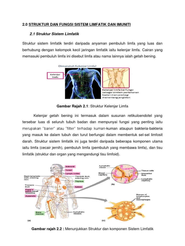 Struktur Dan Fungsi Sistem Limfatik by Fie | PDF Struktur Dan Fungsi Sistem Limfatik by Fie | PDF