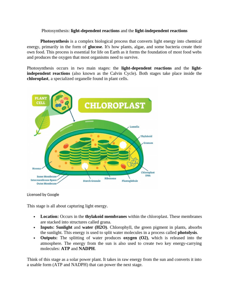 Worksheet Photosynthesis - With Answer Key | PDF | Photosynthesis ...
