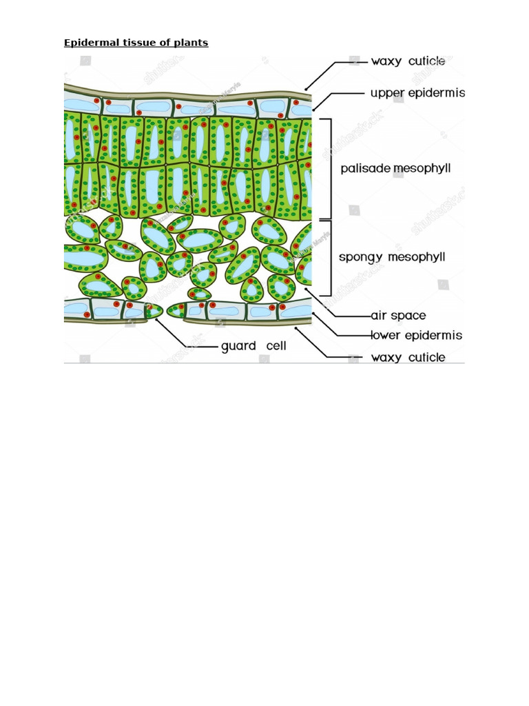 Epidermal Tissue of Plants | PDF