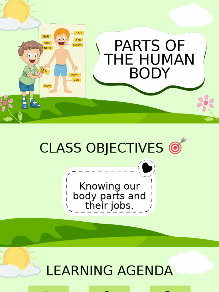 Understanding Human Body Parts | PDF