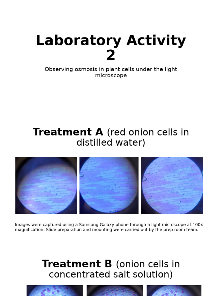 Laboratory Activity 2 | PDF