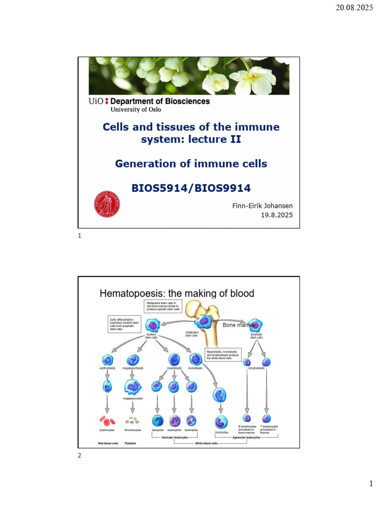 Cells and Tissues of The Immune System II | PDF | Antibody | B Cell