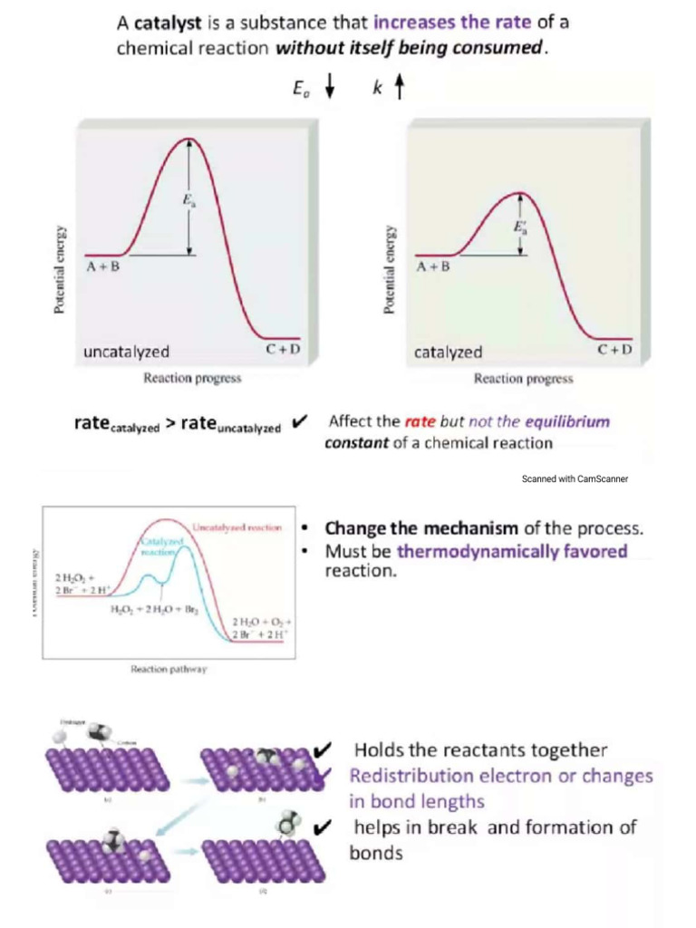 Enzyme Catalyst | PDF